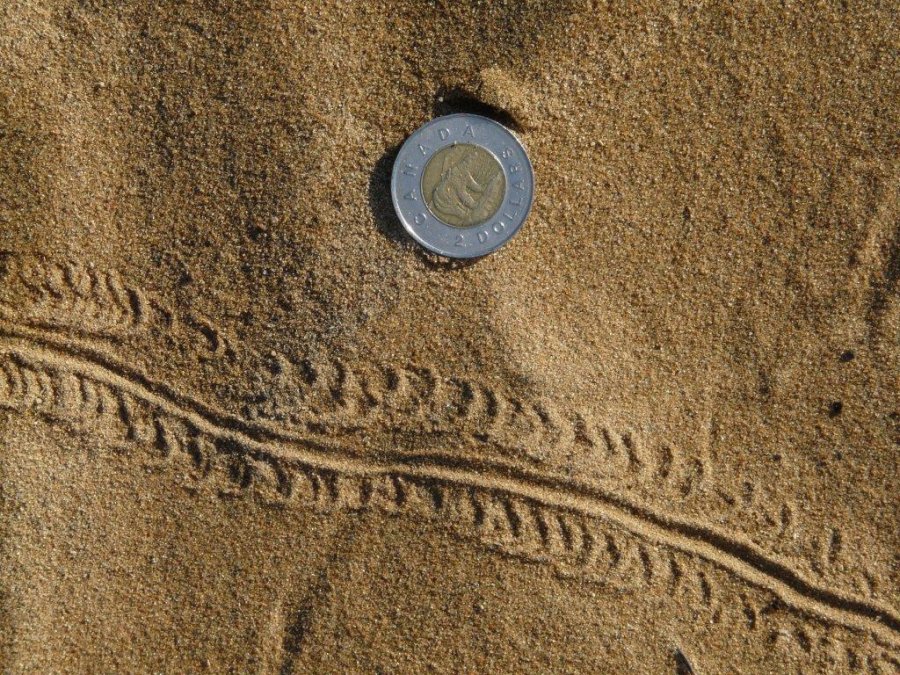 Spotted in the Death Valley, what animal could have left those tracks ...
